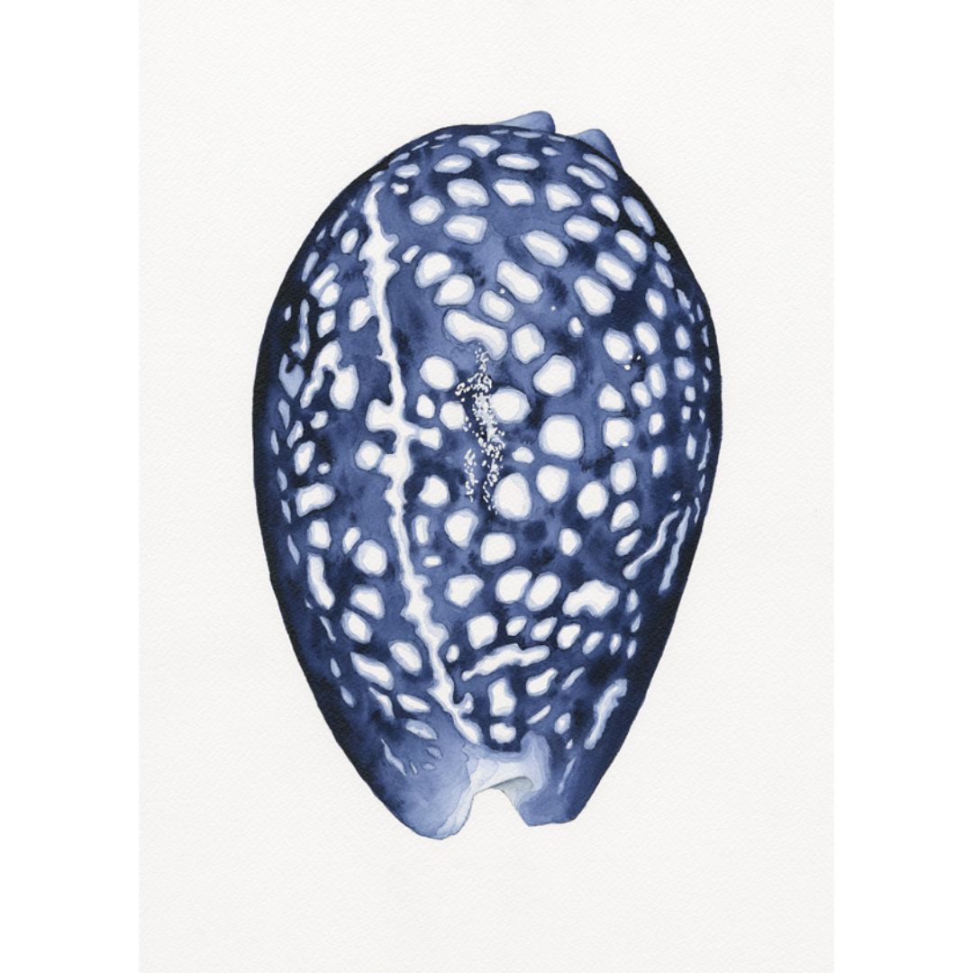 Paua Shell Blue and White Art Print | Hamptons Home